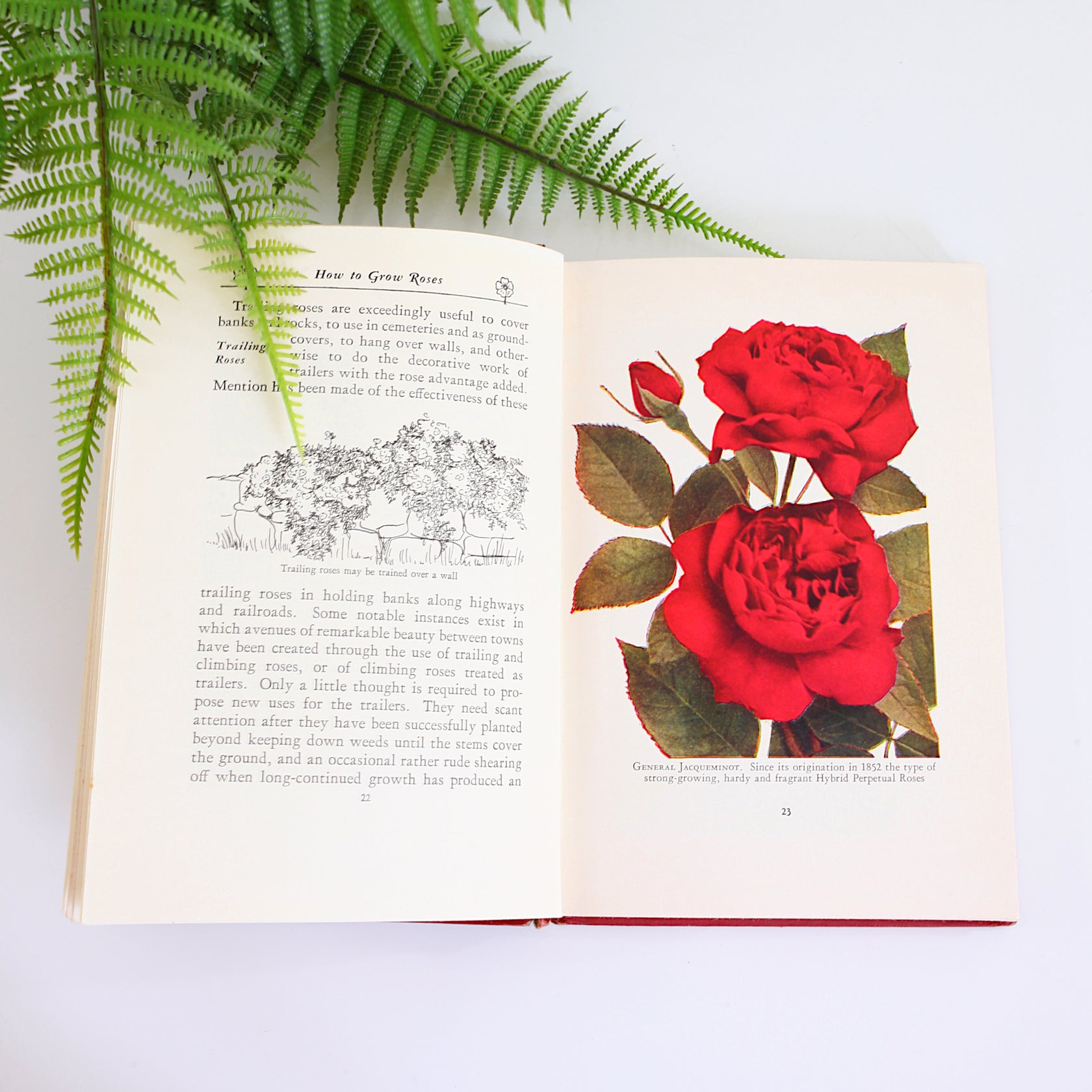 SOLD - Vintage 1937 How To Grow Roses *Free US Shipping* – Wise Apple ...